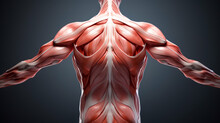 Muscle Man 2 Free Stock Photo - Public Domain Pictures