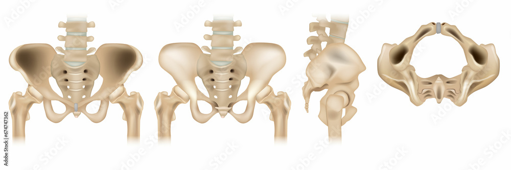 The pelvic girdle Lateral, anterior, bottom and posterior view. Human ...