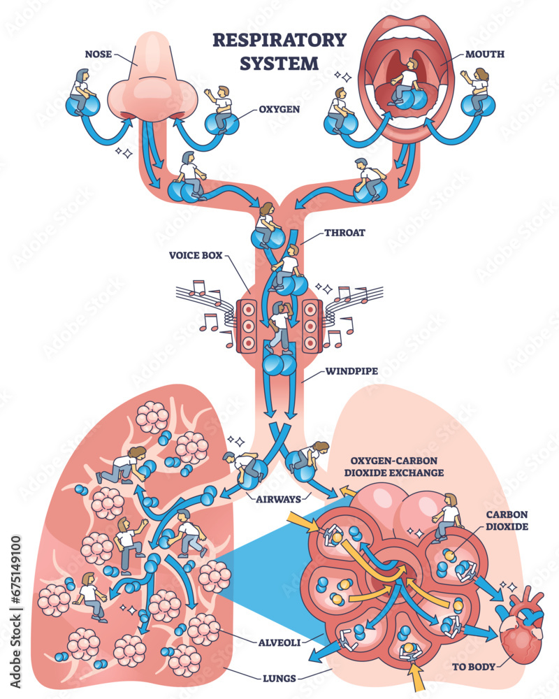 Стоковое векторное изображение «Journey through respiratory system ...