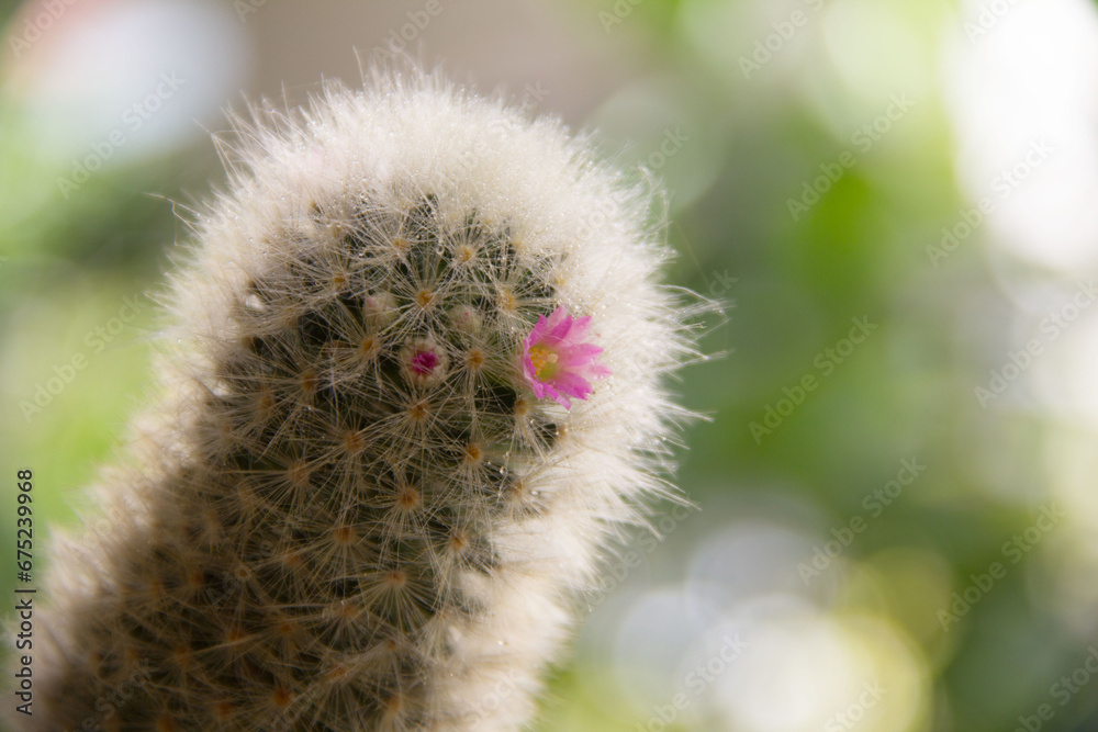 Lady Finger cactus (Mammillaria elongata) is small cactus plant with ...