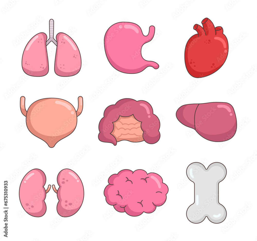Healthy human anatomy internal organs. Lung, stomach, heart, bladder ...