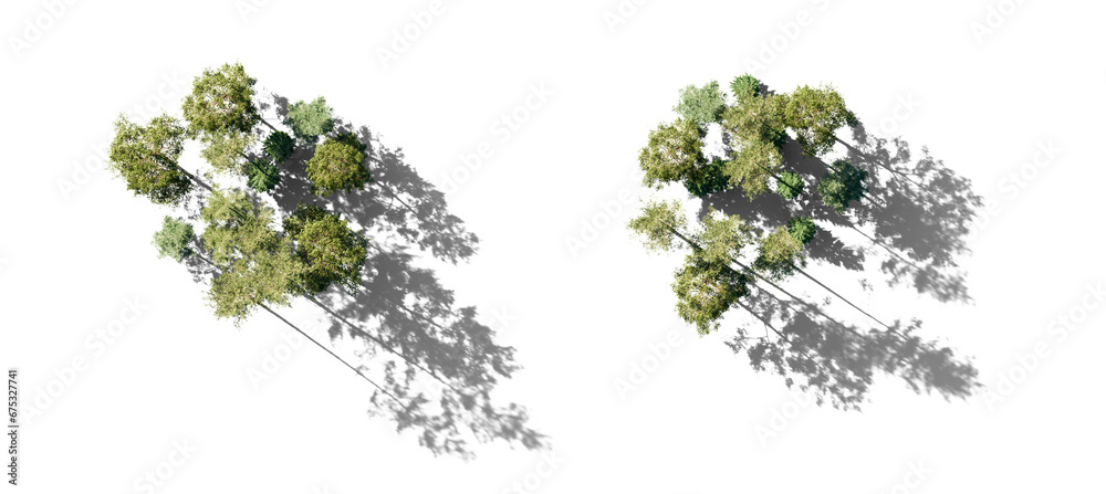 Photo Stock Forest top view group of trees Pinus sylvestris Scotch pine ...
