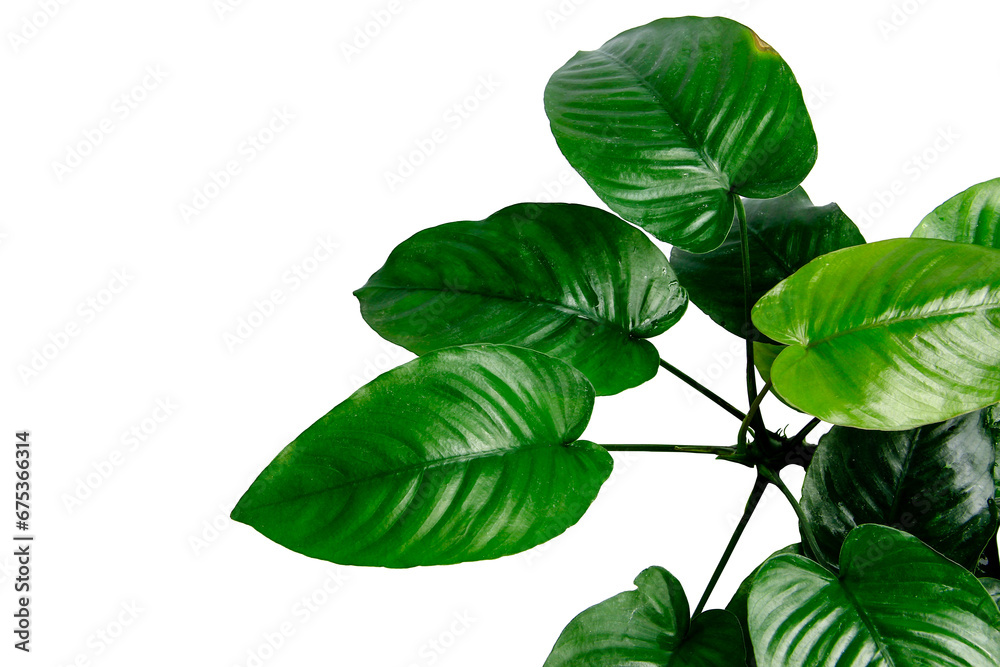 Dark green leaves of Anubias Barteri Broad Leaf, the popular aquarium ...