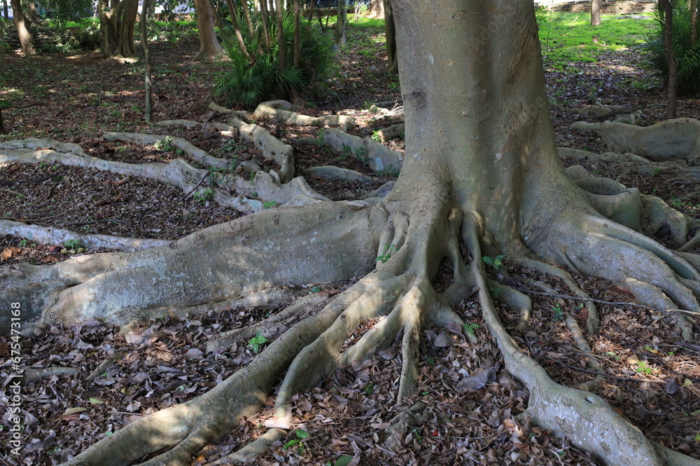 tree roots in their most different shapes and forms Stock Photo | Adobe ...