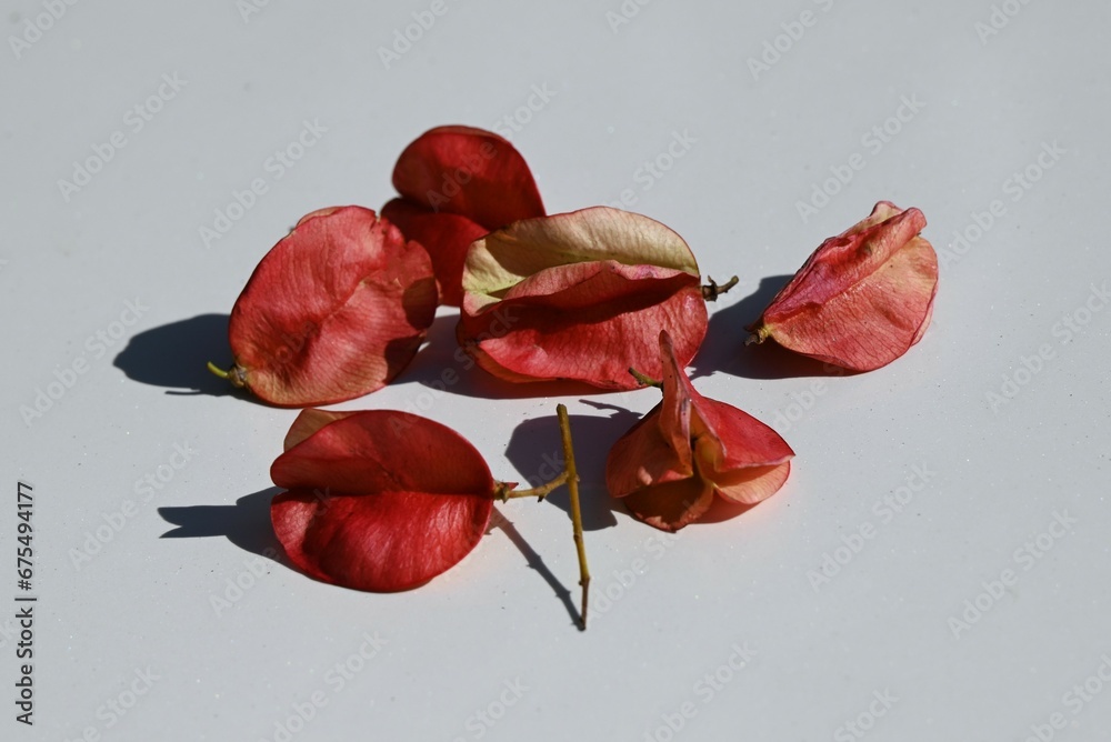 Flamegold rain tree ( Koelreuteria henryi ) fruits and seeds ...