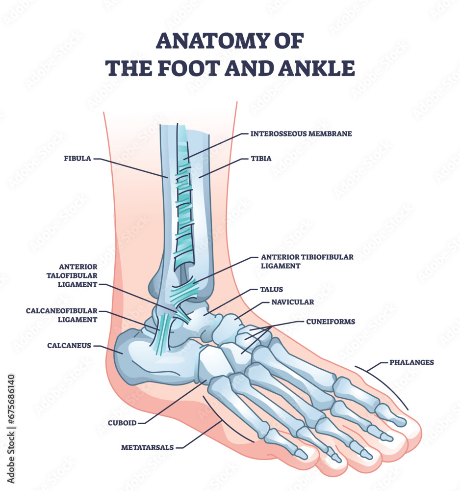 Anatomy of foot and ankle with skeletal bone structure outline diagram. Labeled educational ...