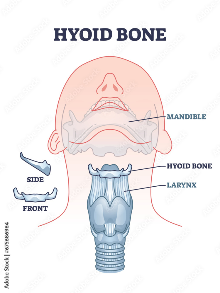 Hyoid bone with skeletal neck and chin parts bone anatomy outline diagram. Labeled educational ...