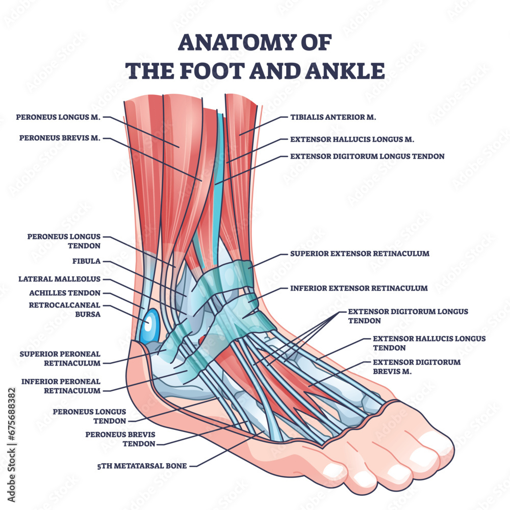 Anatomy of foot and ankle with labeled medical location outline diagram ...
