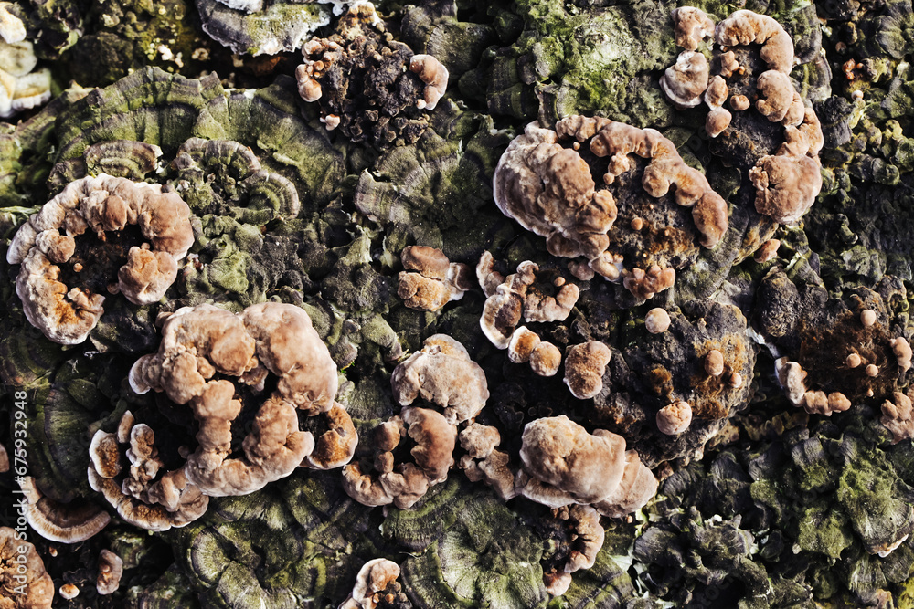 Tree fungus texture. Beautiful nature mushroom background. Wild growing ...