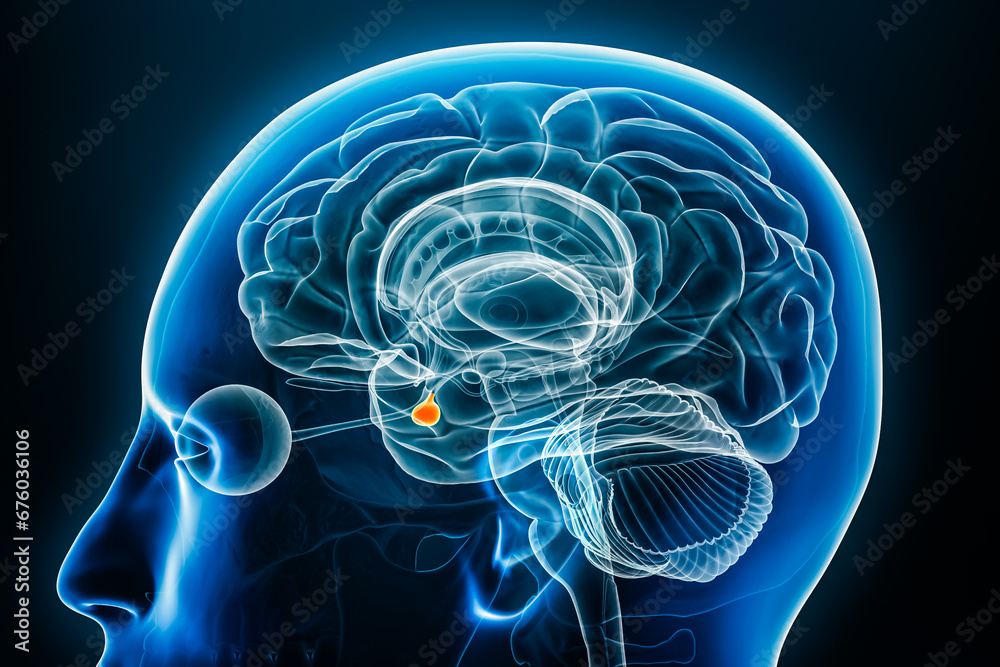 Pituitary gland x-ray profile close-up view 3D rendering illustration ...