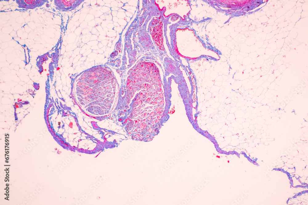 Human nervous system under the microscope in Lab. Stock Photo | Adobe Stock