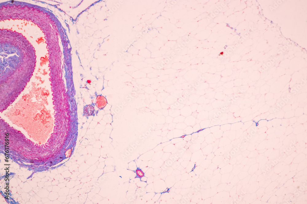 Human nervous system under the microscope in Lab. Stock Photo | Adobe Stock