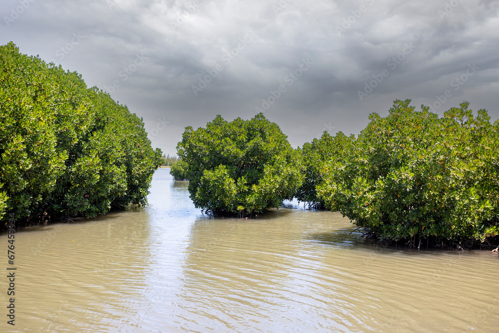 Mangroves in brackish water on the coast creating shoreline ...