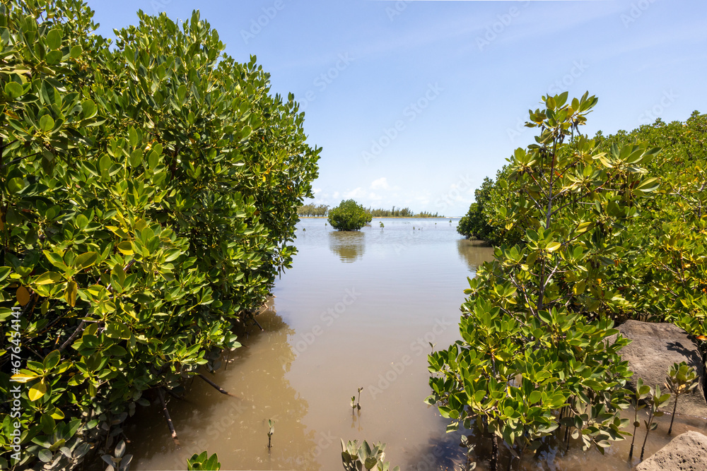 Mangroves in brackish water on the coast creating shoreline ...