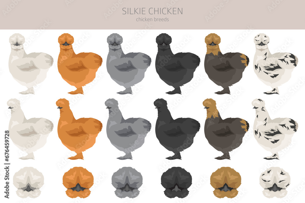 Vector de Stock Silkie Chicken breeds clipart. Poultry and farm animals ...