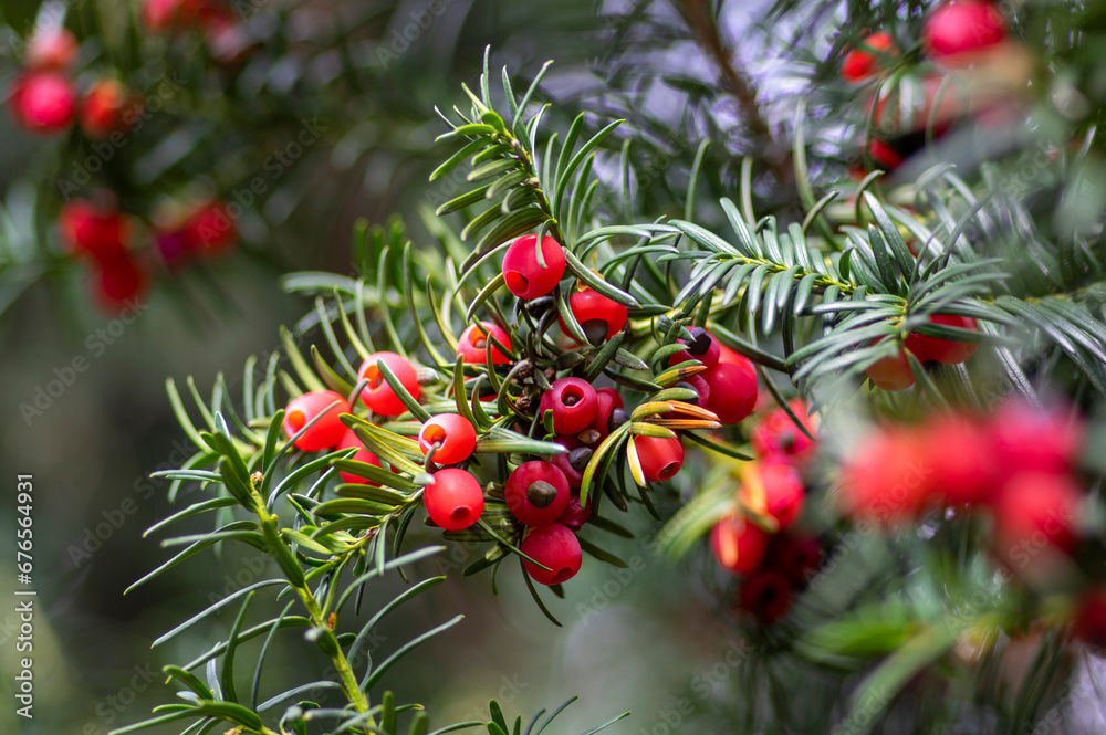 Taxus baccata common european yews tree shrub branches with green ...
