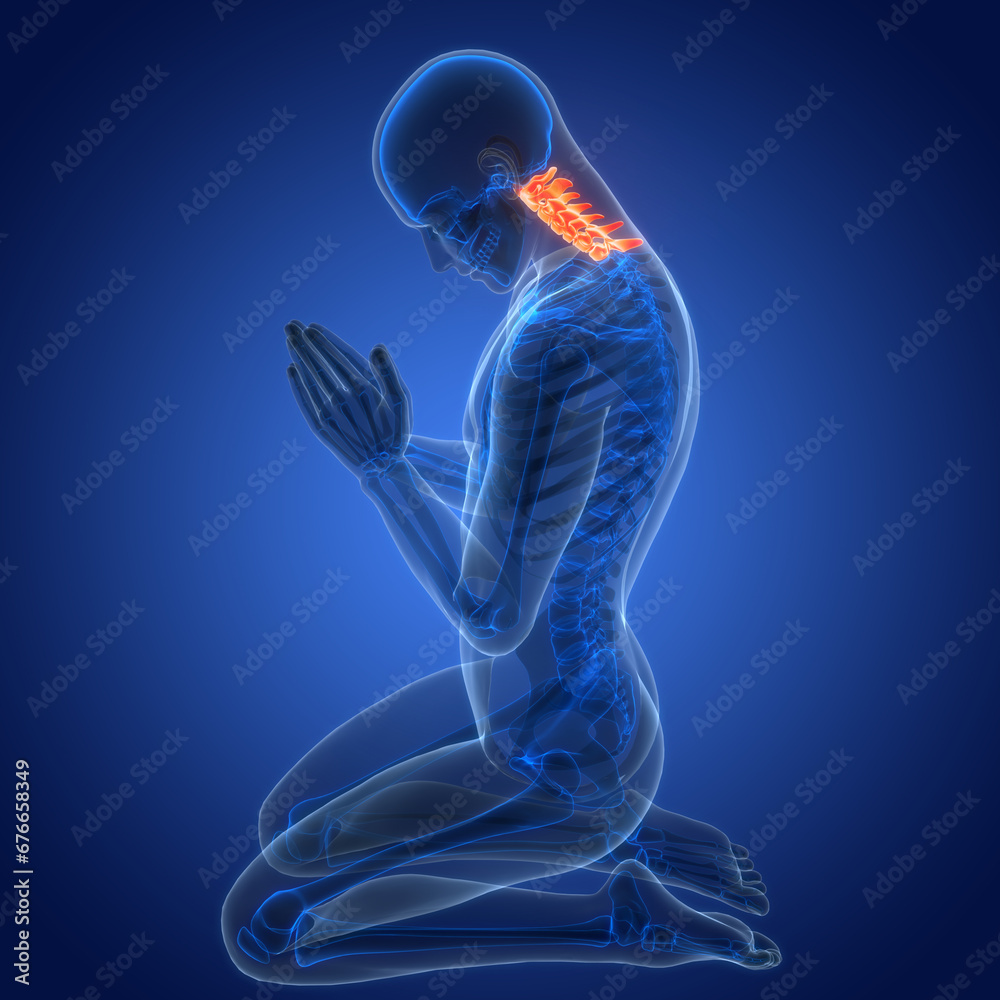 Spinal Cord Vertebral Column Cervical Vertebrae of Human Skeleton ...