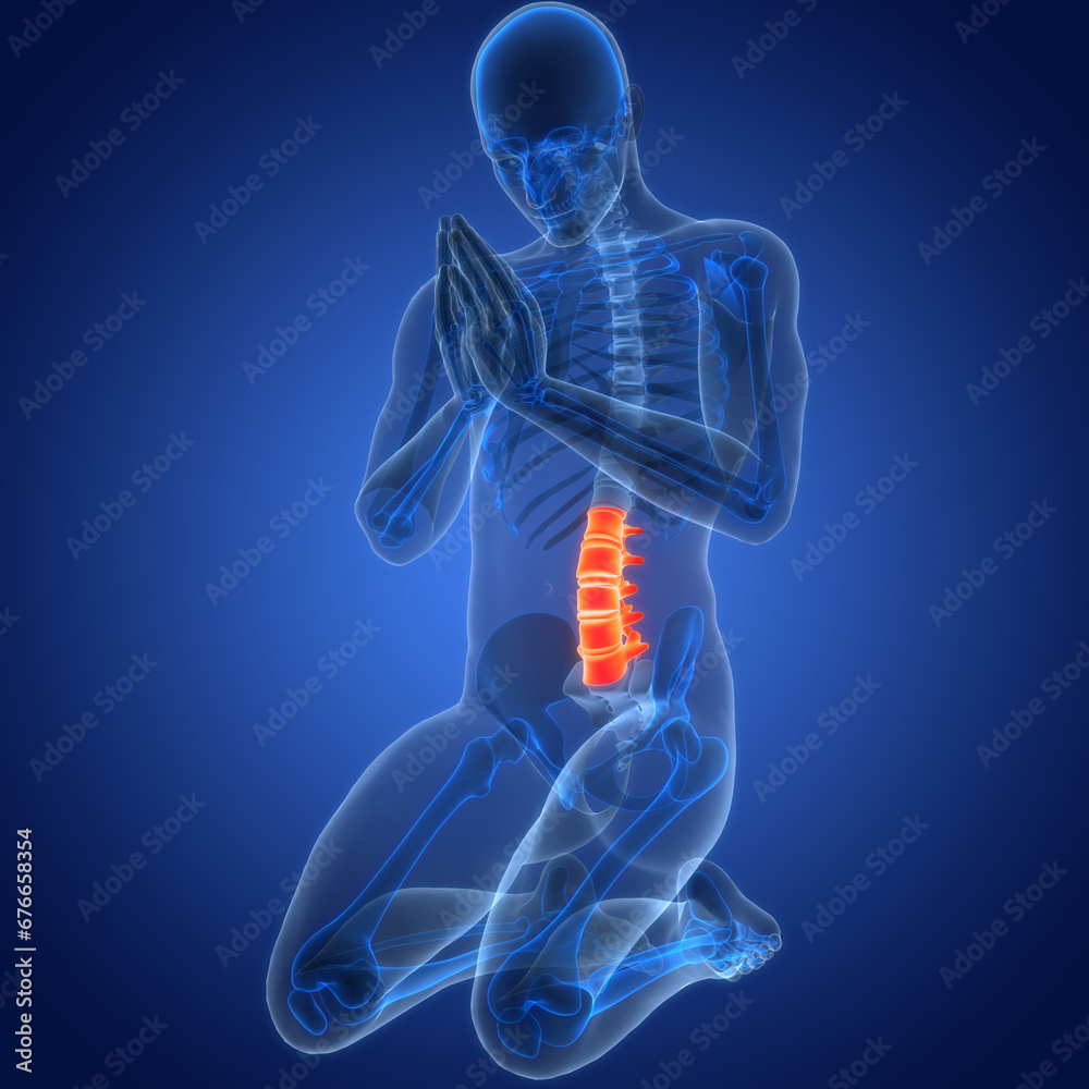 Spinal Cord Vertebral Column Lumbar Vertebrae of Human Skeleton System ...