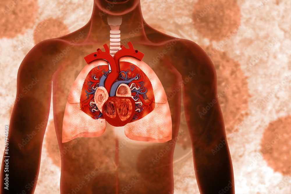 Anatomy of human heart. Cross section. 3d illustration Stock ...