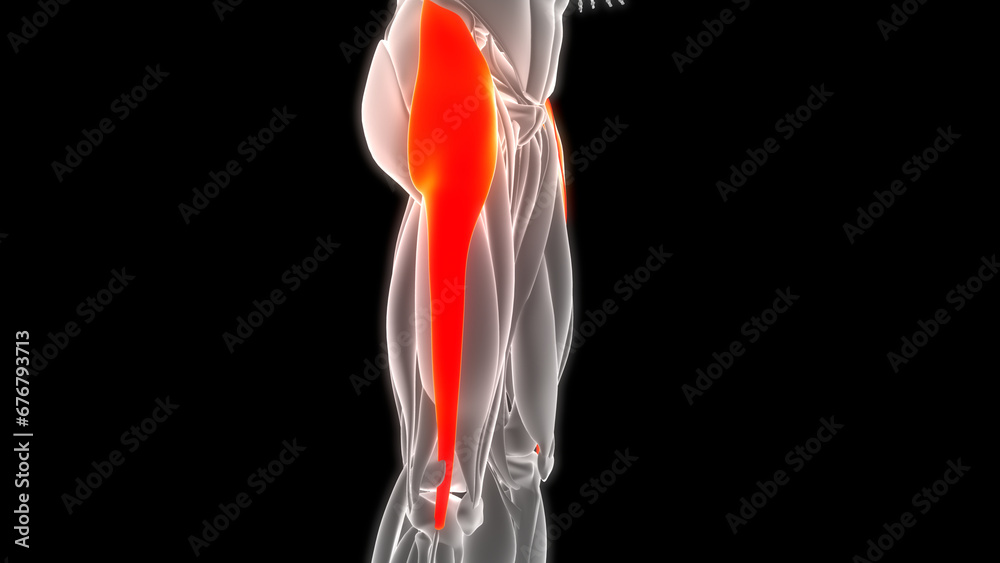 Human Muscular System Leg Muscles Tensor Fasciae Latae Muscles Anatomy ...