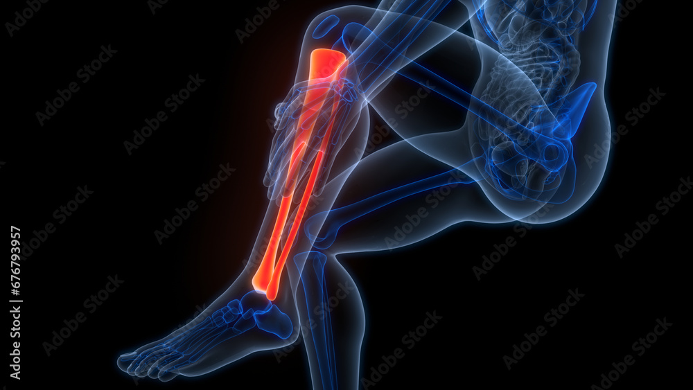 Human Skeleton System Tibia and Fibula Bone Joints Anatomy Stock ...