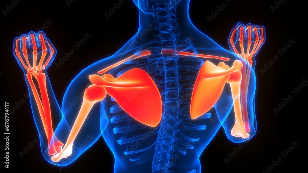 Human Skeleton System Upper Limbs Bone Joints Anatomy Stock ...