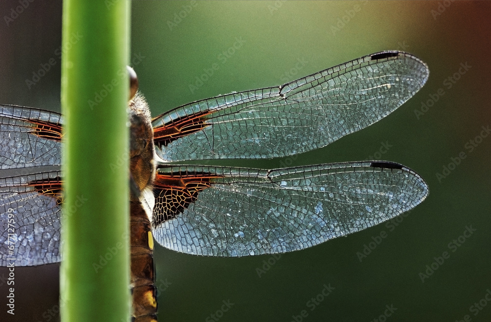 Macro d'une libellule sur un tige. Les ailes translucides de l'insecte ...