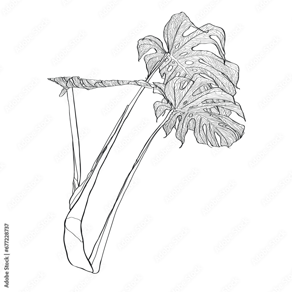 Monstera. Tropical plant. Coloring book for adult and older children ...