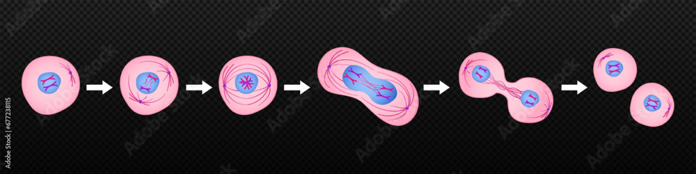 Process of division of organic cell. Stages of mitosis formation with ...