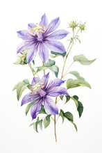 Close Detail On Granadilla Flower Free Stock Photo - Public Domain Pictures