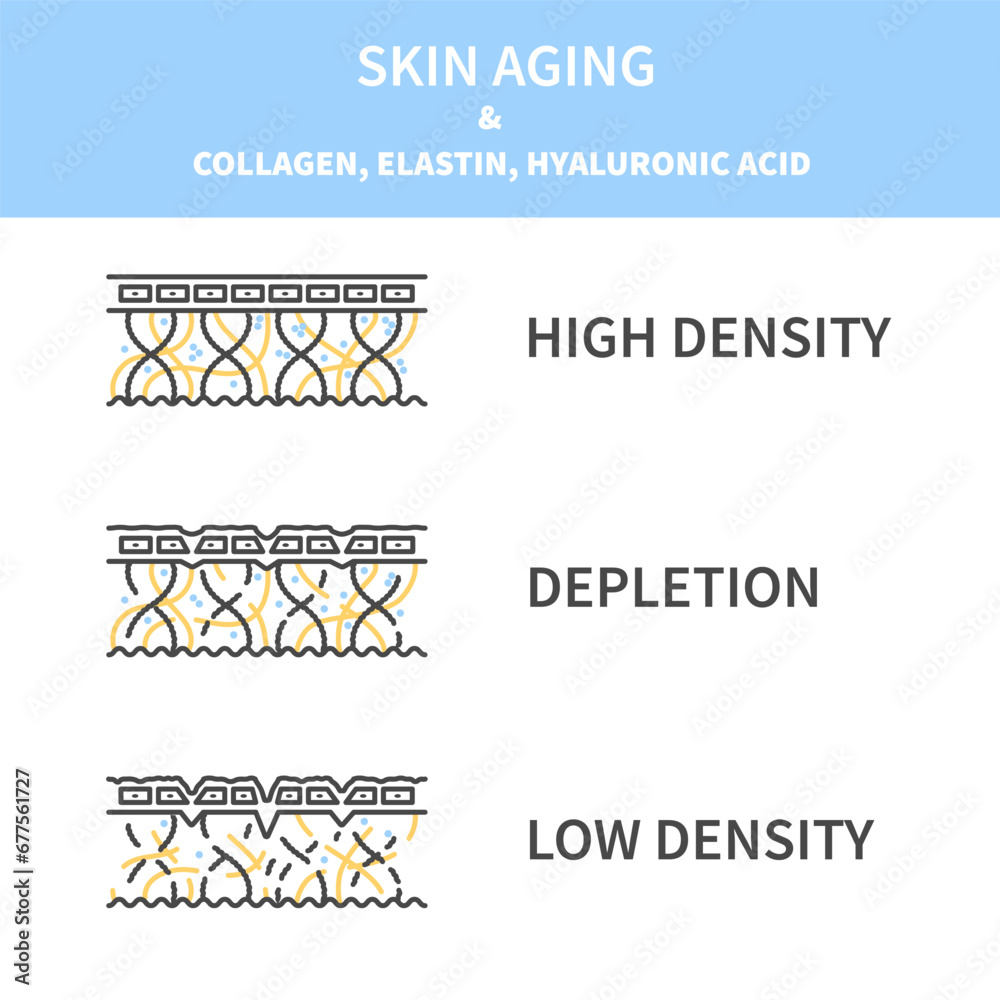 Skin aging and collagen, elastin and hyaluronic acid cross section ...