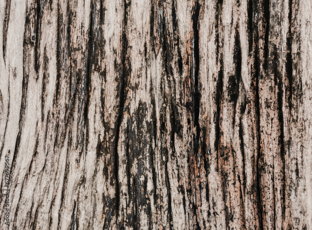 Decades old tree texture for background Stock Photo | Adobe Stock