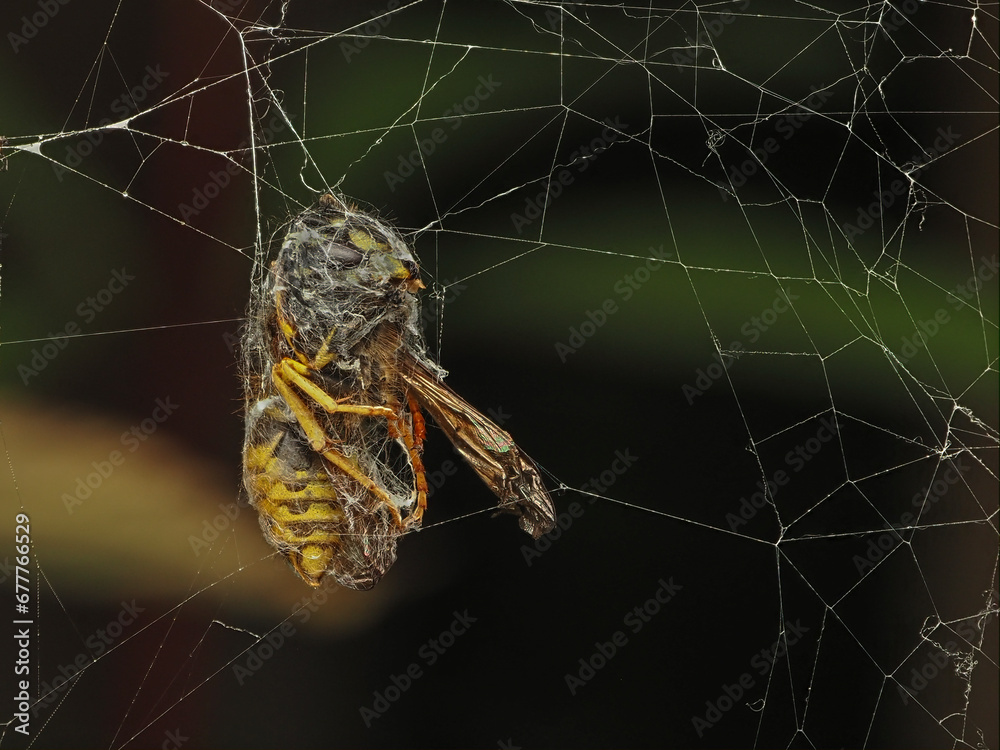 P9280183 German yellowjacket wasp, Vespula germanica, trapped in the ...