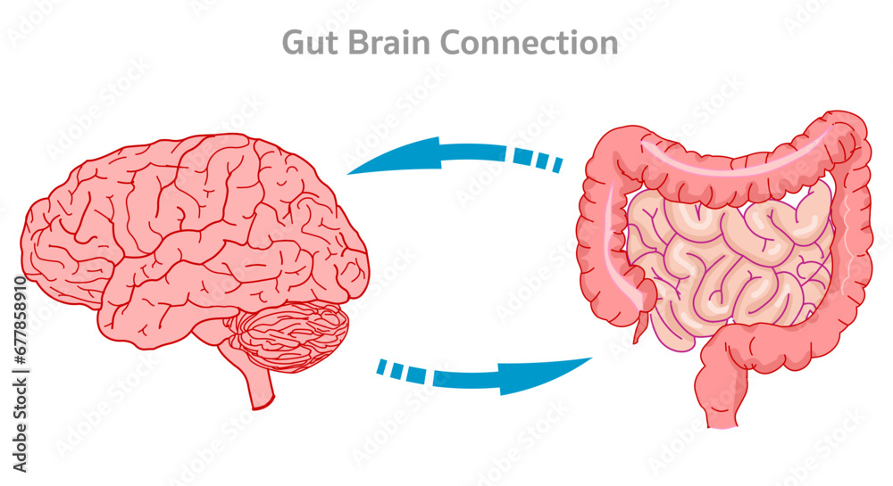 Gut brain connection, axis. Small large intestine signals enteric ...