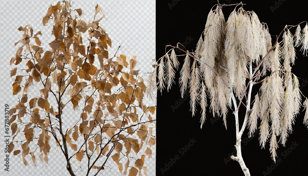 birch tree branch with dry eaves png file of isolated cutout object on ...