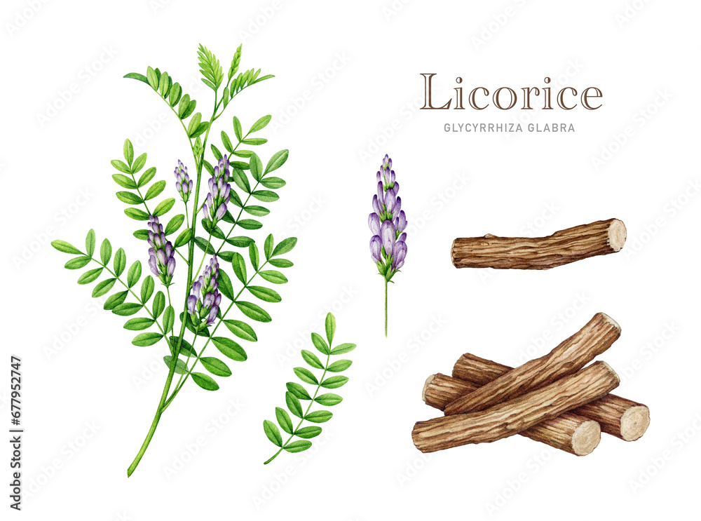 Licorice plant watercolor painted set. Glycyrrhiza glabra botanical ...