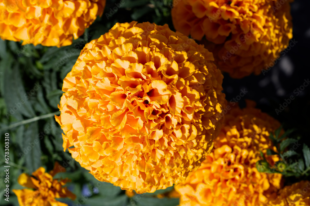Flor de Cempasúchil, que se utiliza para adornar las ofrendas y altares ...