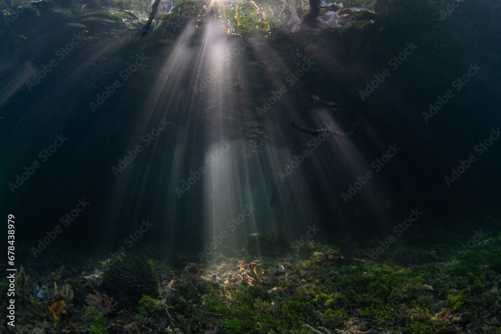 Sunlight filters underwater into the shadows of a dark mangrove forest ...