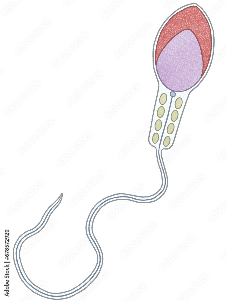 Structure of human sperm diagram PNG Stock Illustration | Adobe Stock