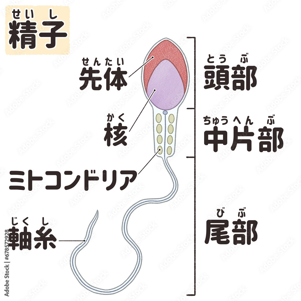 Explain the structure of human sperm with labelled diagram PNG Stock ... Explain the structure of human sperm with labelled diagram PNG Stock ...