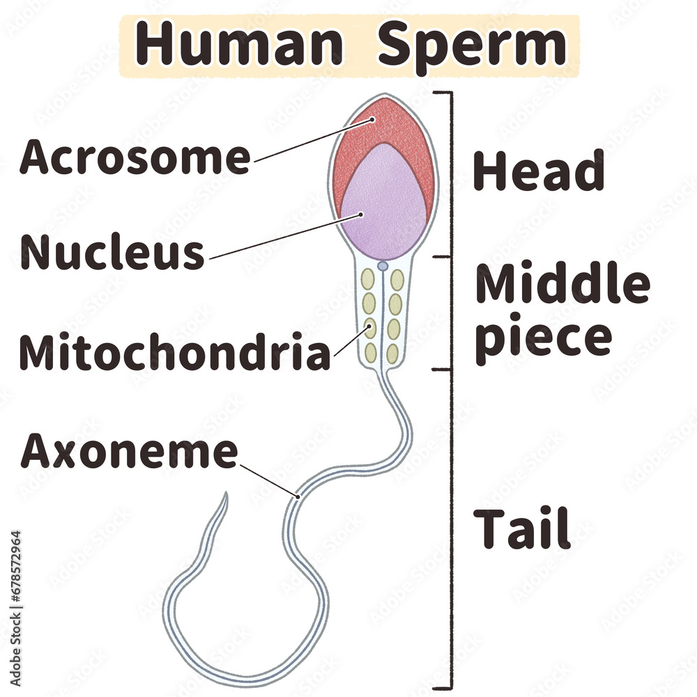 Explain the structure of human sperm with labelled diagram PNG Stock ... Explain the structure of human sperm with labelled diagram PNG Stock ...