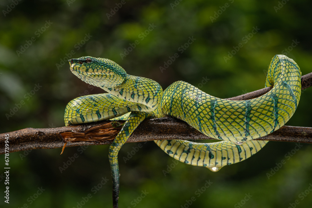 Tropidolaemus subannulatus, Bornean keeled green pit viper is a ...