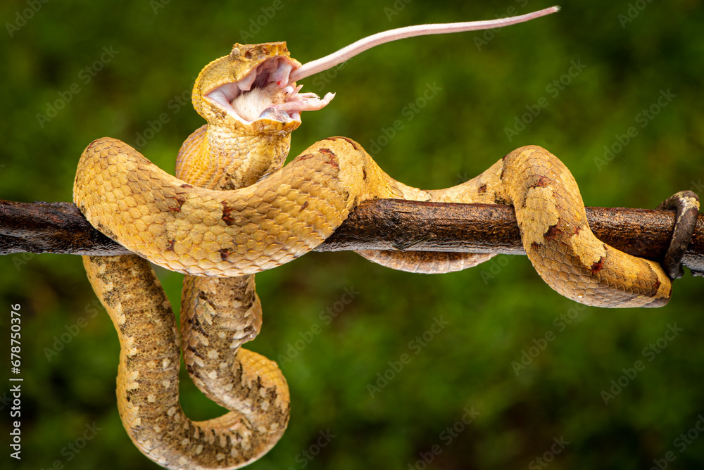 Craspedocephalus puniceus is a venomous pit viper species endemic to ...