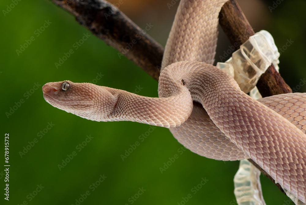 Trimeresurus purpureomaculatus is a venomous pit viper species native ...