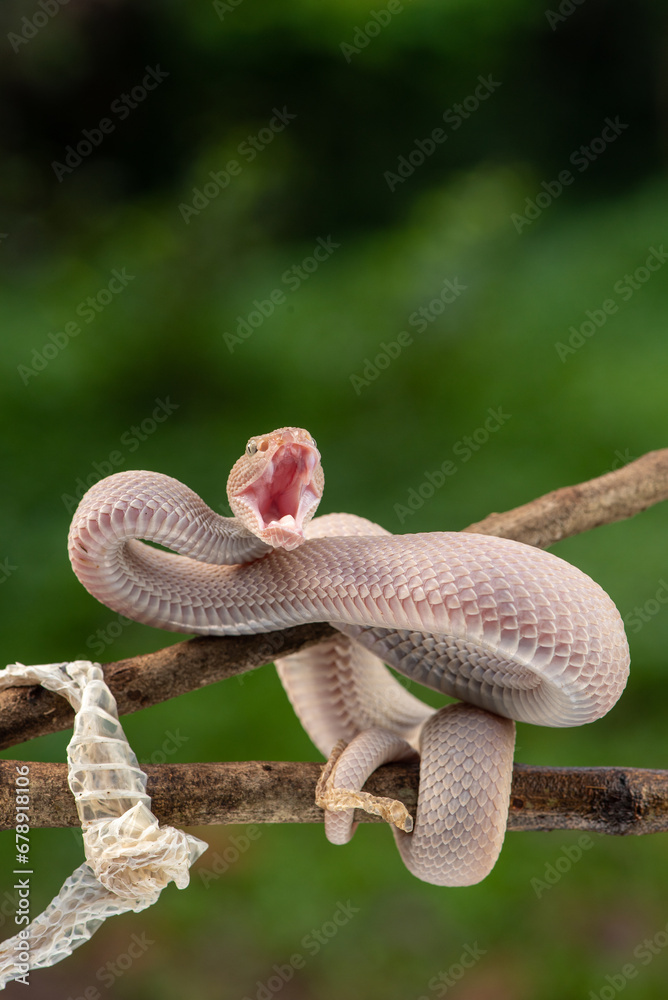 Trimeresurus purpureomaculatus is a venomous pit viper species native ...