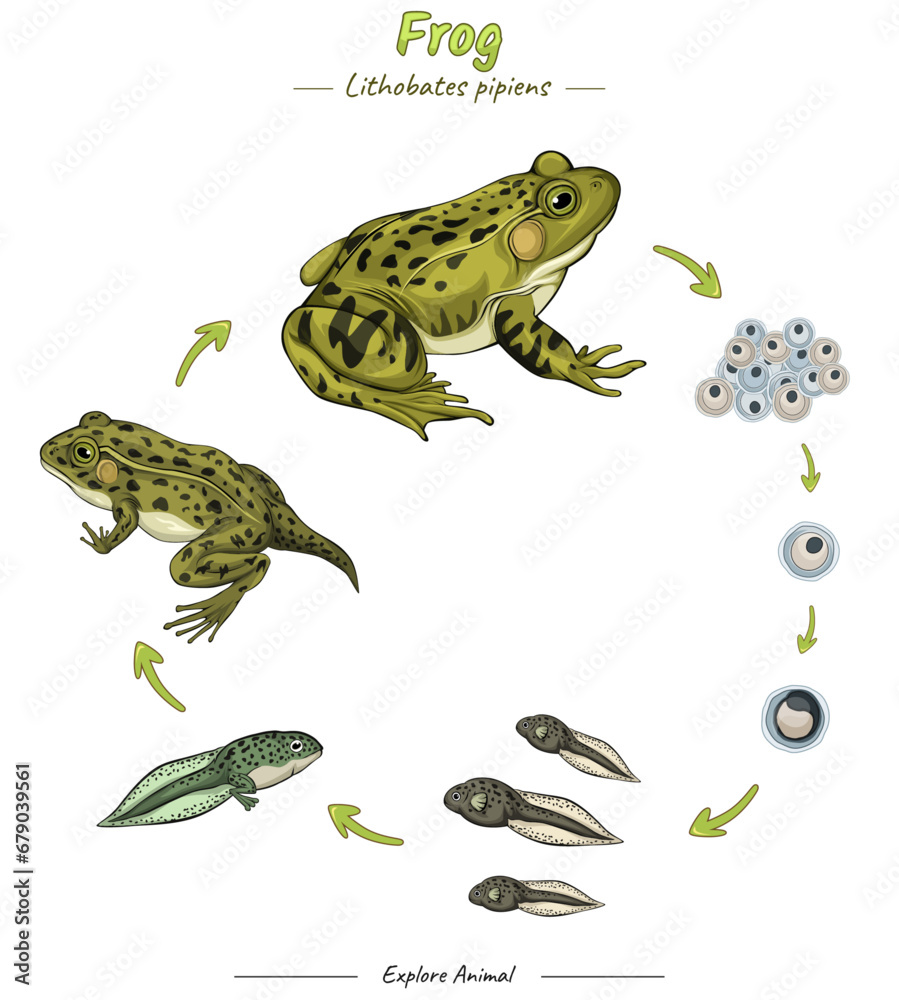 Frog life cycle template Stock Vector | Adobe Stock