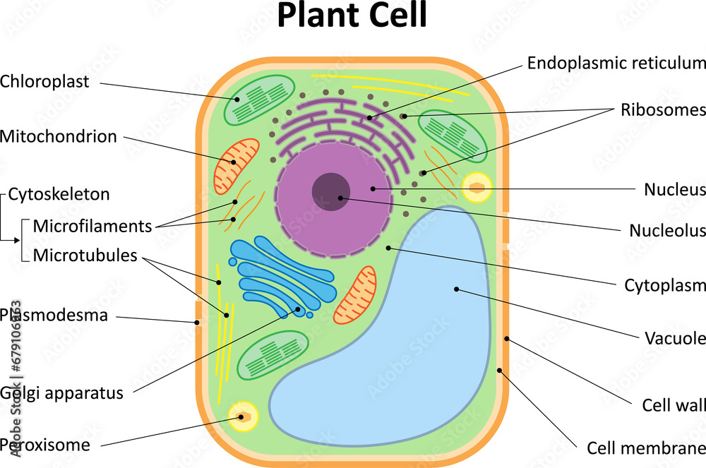Structure of a plant cell. Plant cell organelles. Diagram. Stock ...