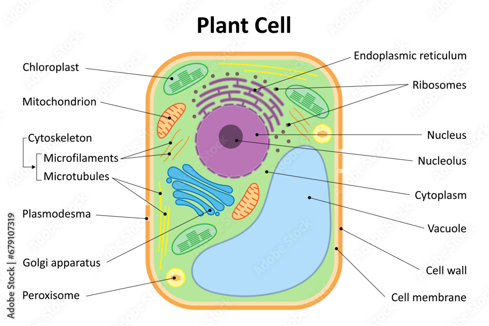 Structure of a plant cell. Plant cell organelles. Diagram. Stock Vector ...