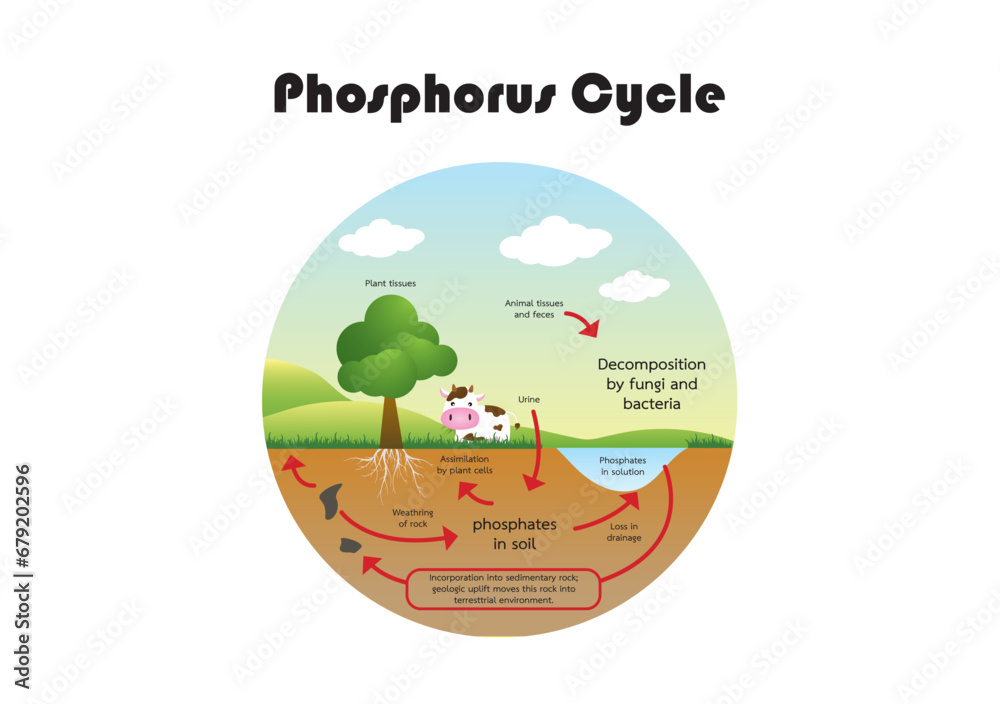 Phosphorus Carbon cycle vector illustration. CO2 biochemical process ...