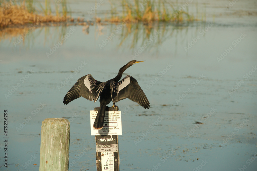 Fotografie Anhinga black bird behind small limbs on the edge of water ...